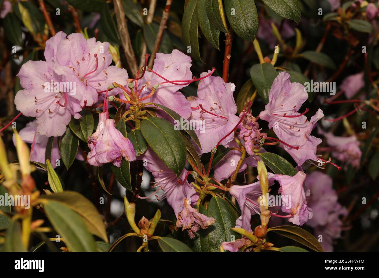 Pontic Rhododendron (Rhododendron ponticum), Plantae, Calderstones Park ...