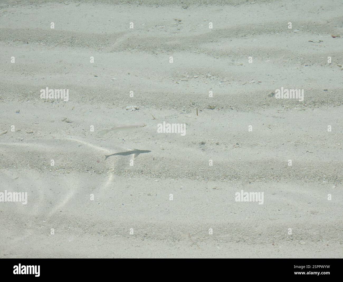 Mullets (Mugilidae), Actinopterygii, Dhigurah, Maldives Stock Photo - Alamy