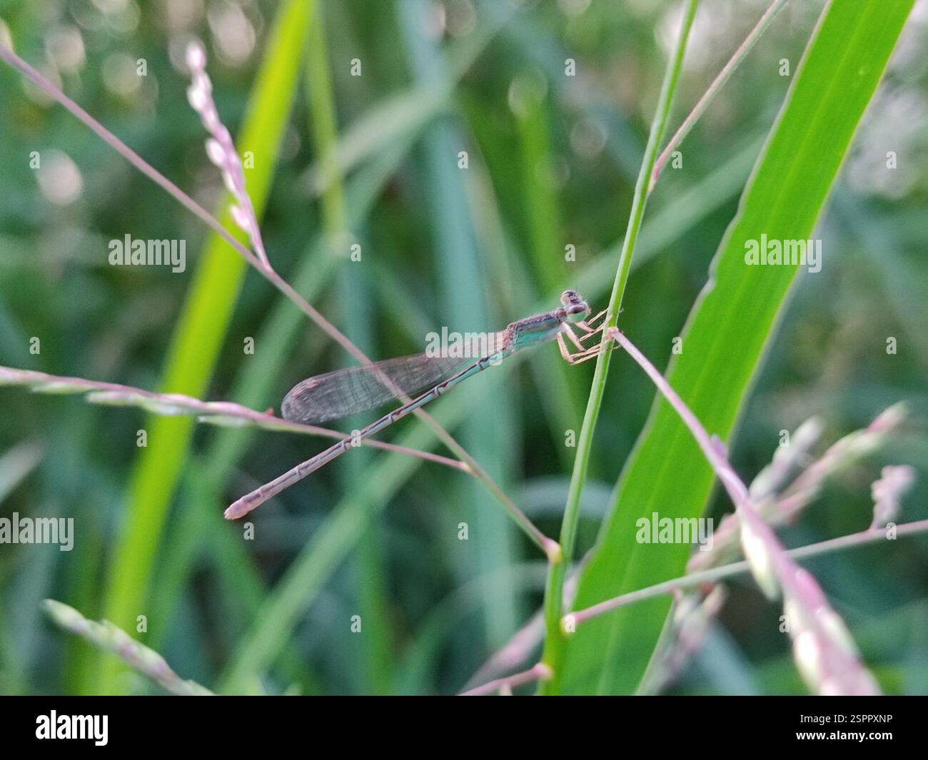 Wandering Midget (Agriocnemis pygmaea), Insecta, GH67+49Q, Njaliankuzhi ...