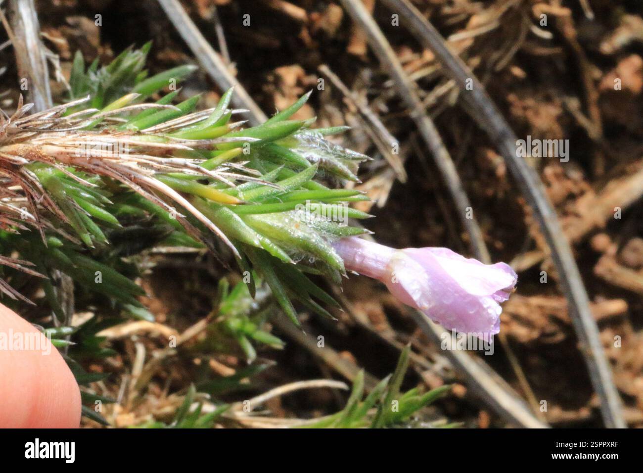 spreading phlox (Phlox diffusa), Plantae, Josephine, Oregon, United ...