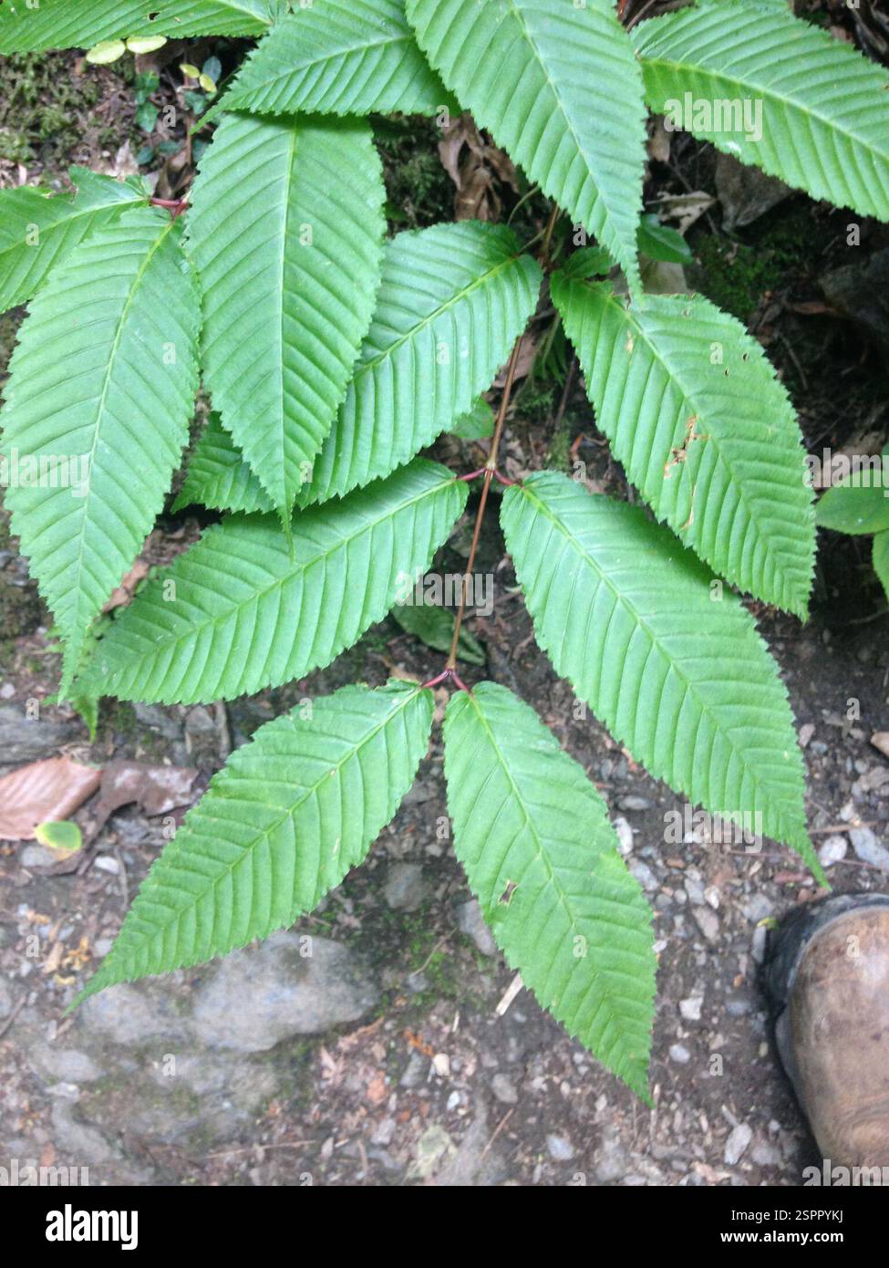 Hornbeam Maple (Acer carpinifolium), Plantae, Takaomachi, Hachioji ...