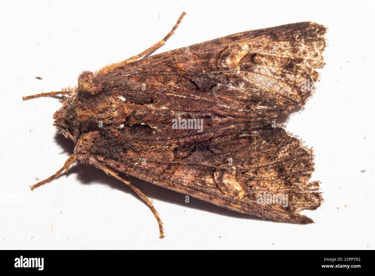 (Meterana dotata), Insecta, Queenstown-Lakes District, Otago, New ...