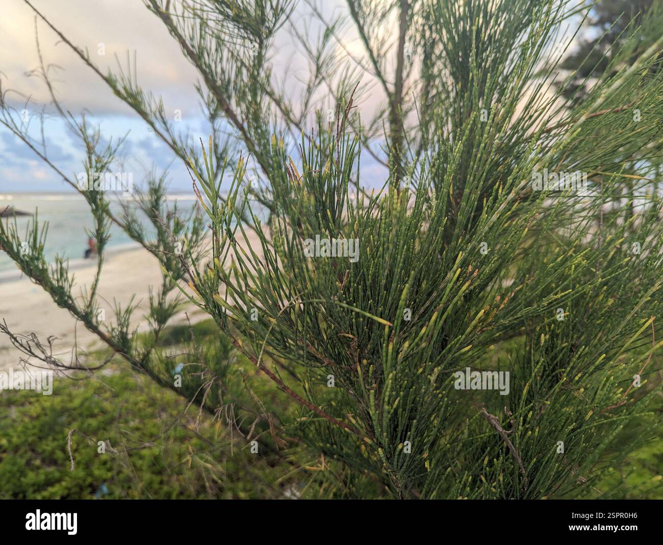 Beach Sheoak (Casuarina equisetifolia), Plantae, Hulhumalé, Maldives ...