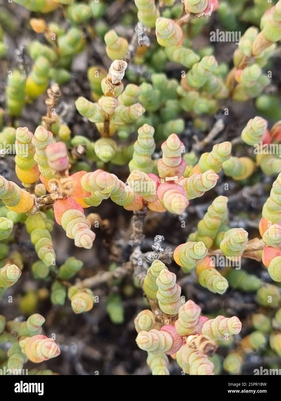(Tecticornia), Plantae, Port Augusta West SA 5700, Australia Stock ...