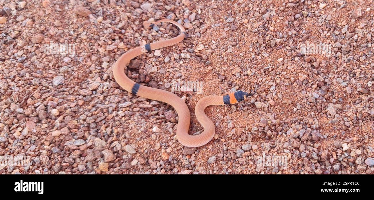 Ringed Brown Snake (Pseudonaja modesta), Reptilia, City of Broken Hill ...