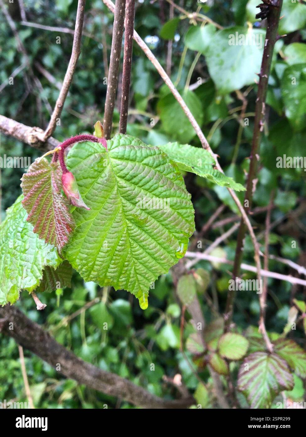 common hazel (Corylus avellana), Plantae, Whitchurch High School ...
