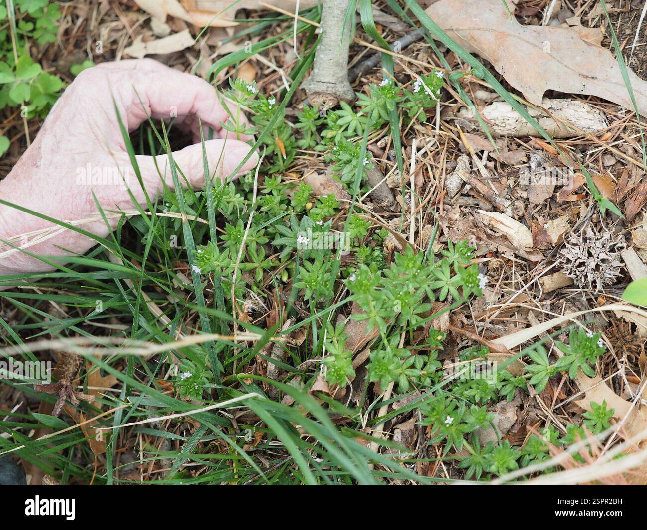 Field madder (Sherardia arvensis), Plantae, Fairfax County, VA, USA ...