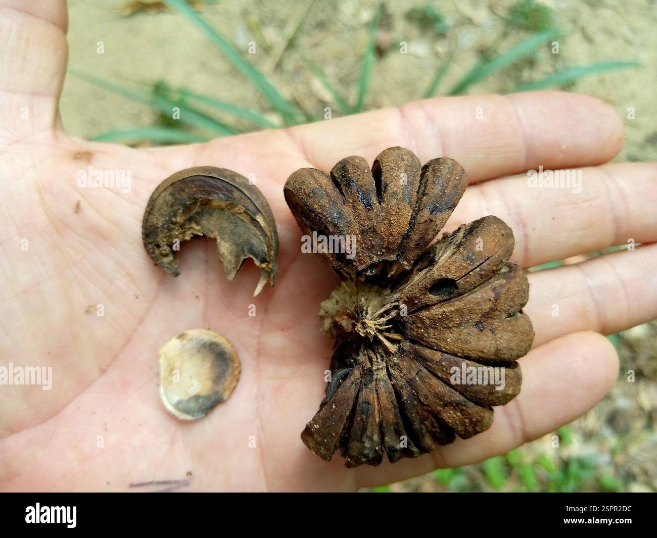 Sandbox Tree (Hura crepitans), Plantae, 362V+3PJ, Guanare 3350 ...