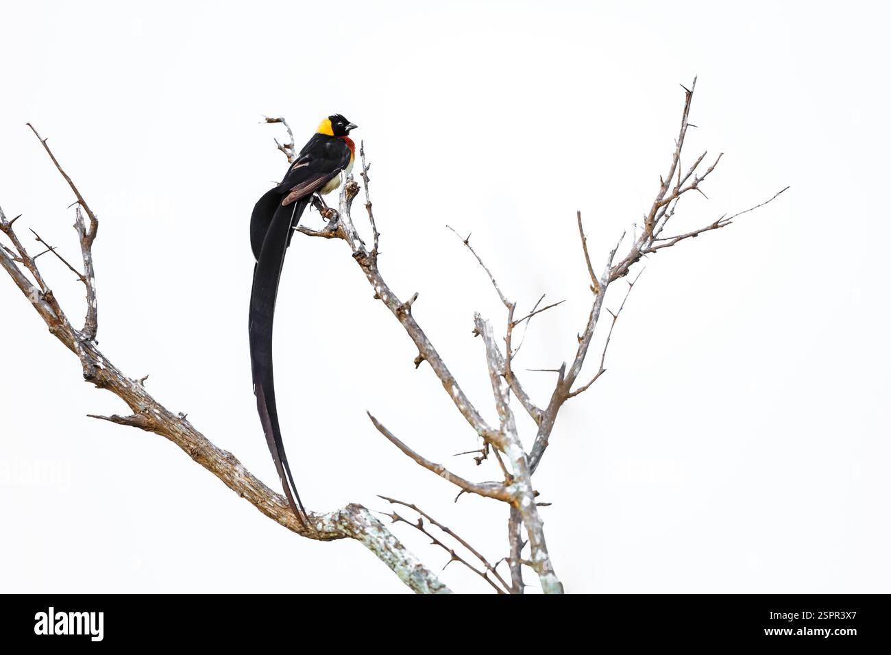 Eastern Paradise-Whydah perched on a branch isoalted in white ...