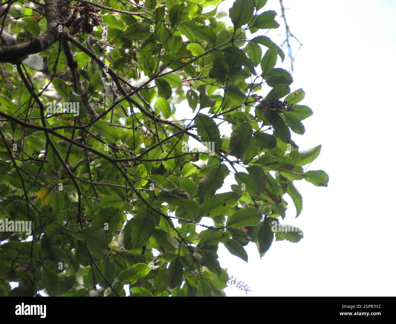 kāmahi (Pterophylla racemosa), Plantae, Hapuka Estuary Walk Stock Photo ...