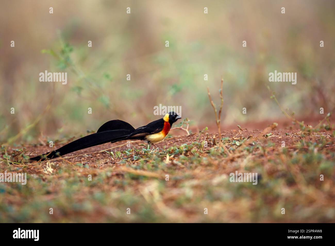 Eastern Paradise-Whydah male ground level in savannah in Greater Kruger ...