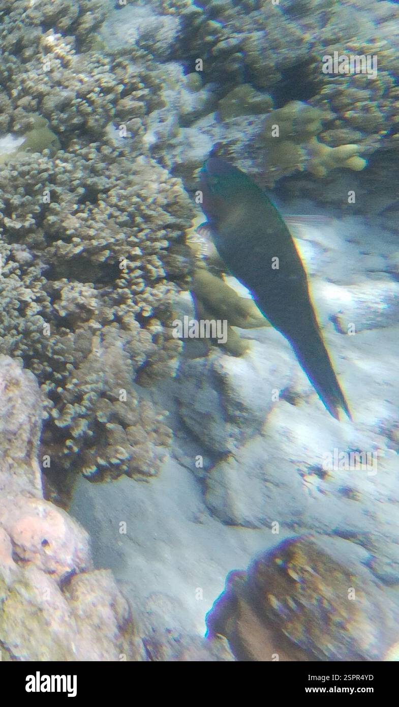 Palenose Parrotfish (Scarus psittacus), Actinopterygii, Kaafu Atoll ...