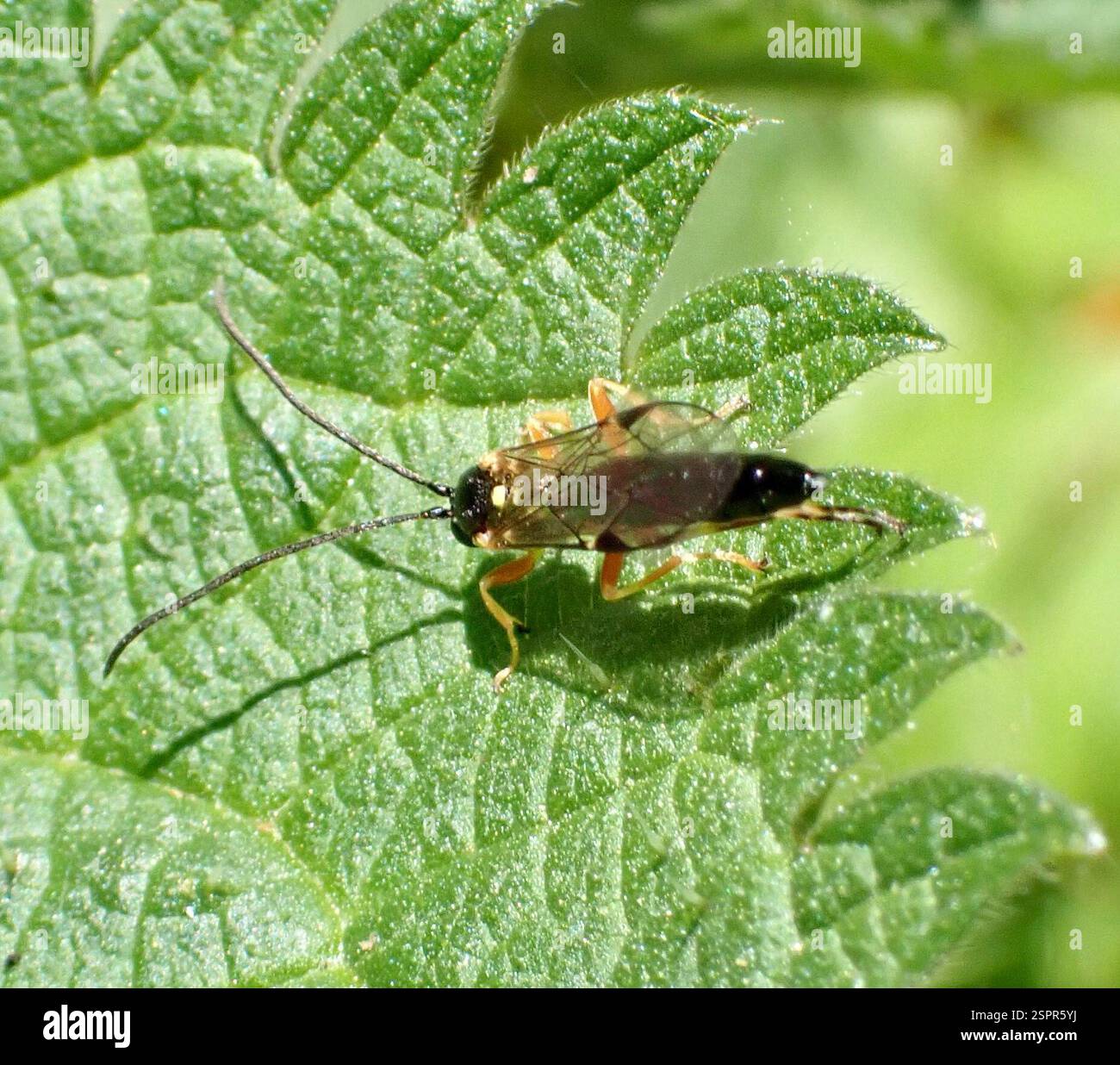 (Apechthis quadridentata), Insecta, Nieuwe Tiend, Udenhout, North ...
