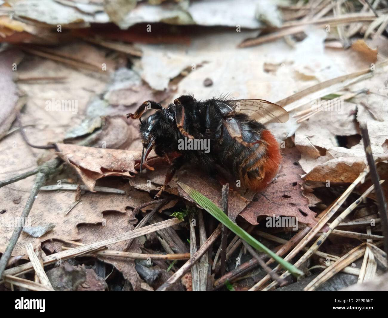 Red-tailed Bumble Bee (Bombus lapidarius), Insecta, Pukhavichy, BY-MI ...