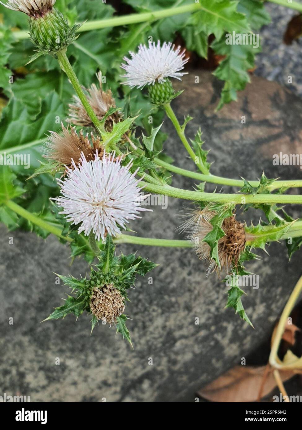 Japanese thistle (Cirsium japonicum), Plantae, 831台灣高雄市大寮區內坑里 Stock ...