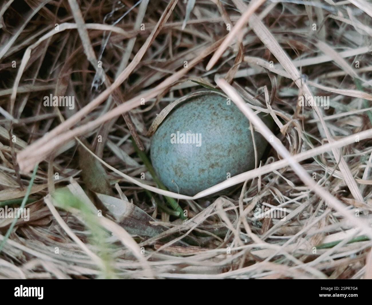 Lush nest hi-res stock photography and images - Alamy