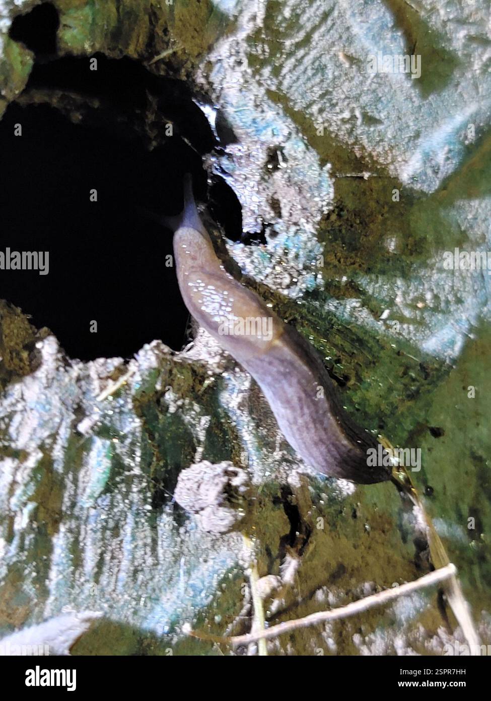 Greenhouse Slug (Milax gagates), Mollusca, Cupertino, CA, USA Stock ...