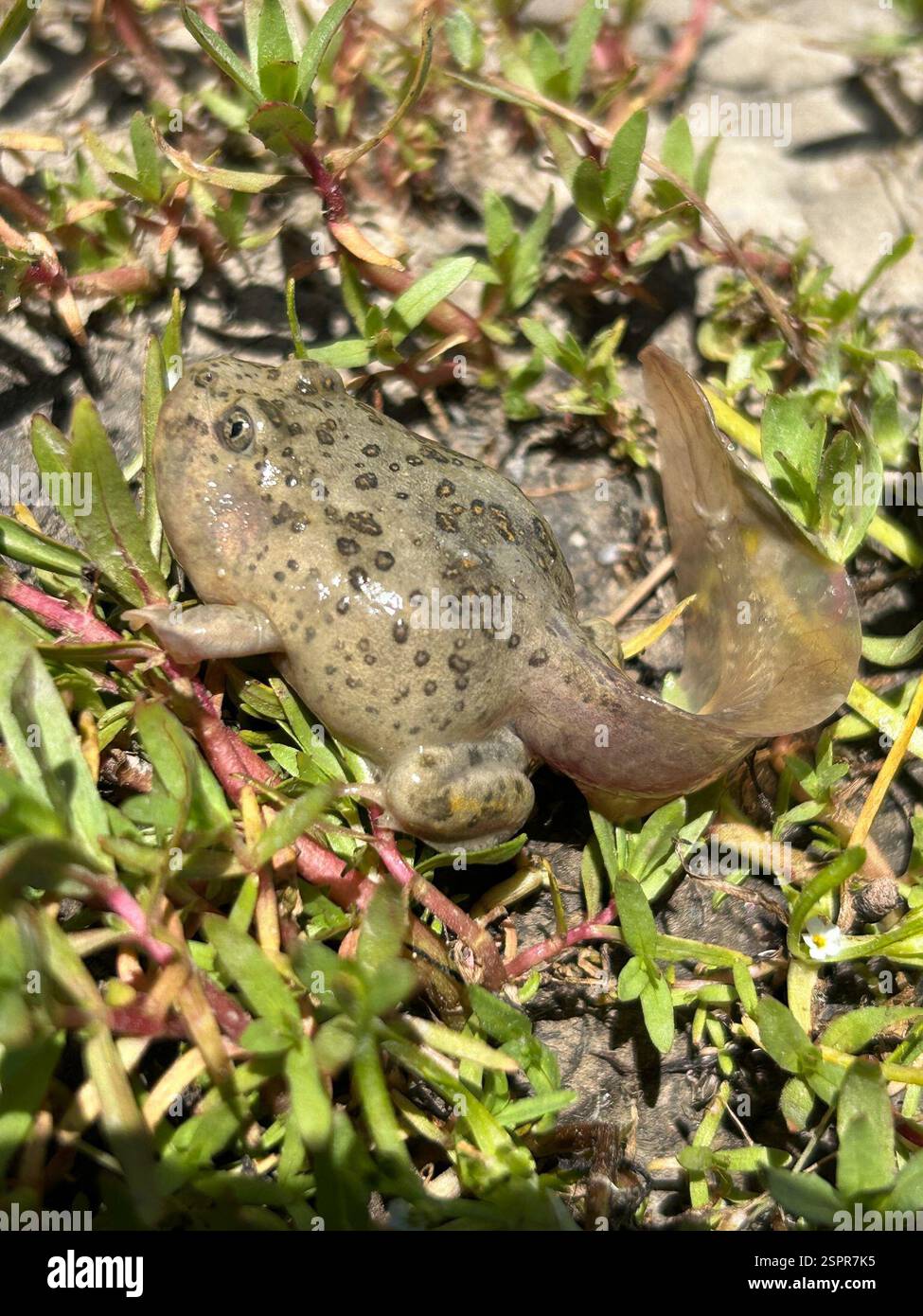 Western Spadefoot (Spea hammondii), Amphibia, California, US Stock ...