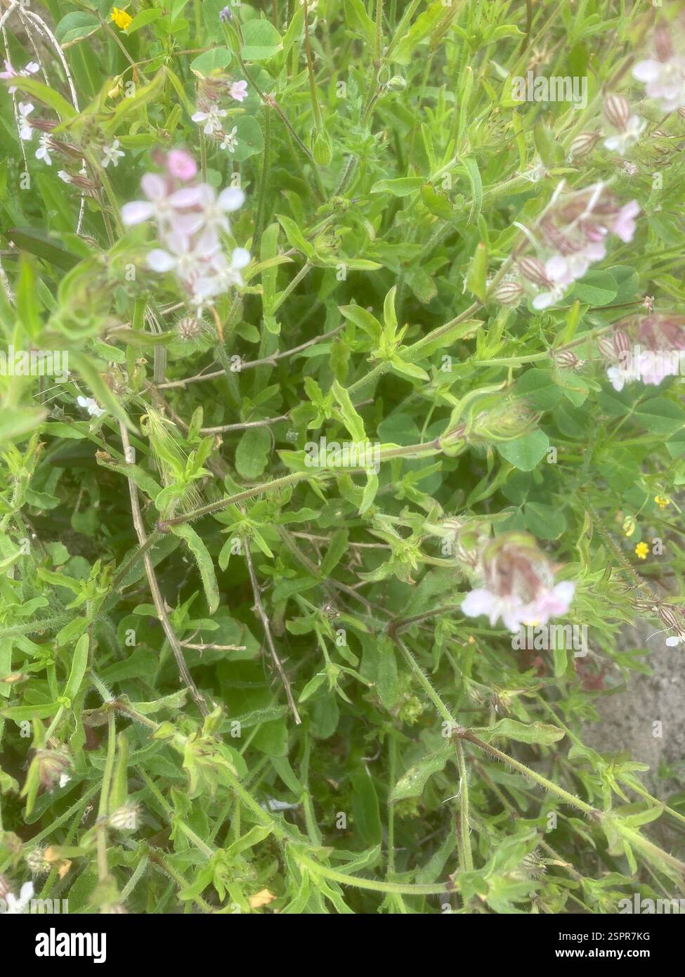 Small-flowered Catchfly (Silene gallica), Plantae, San Elijo State ...