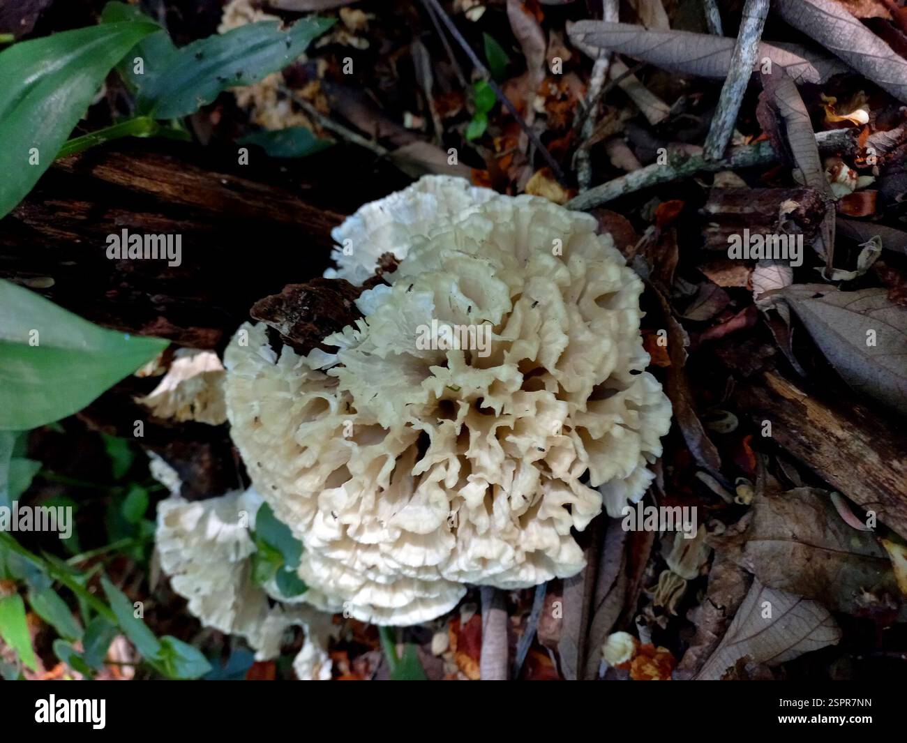 poretooth rosette (Irpex rosettiformis), Fungi, Isla Zapallo Stock ...