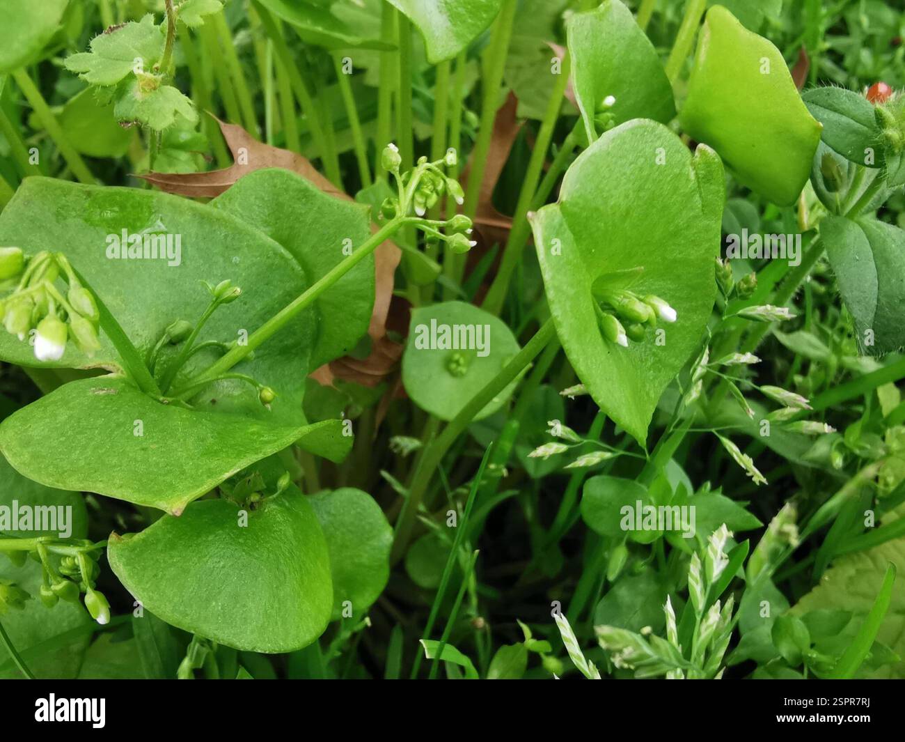 miner's lettuce (Claytonia perfoliata), Plantae, Arthur Lewis Building ...