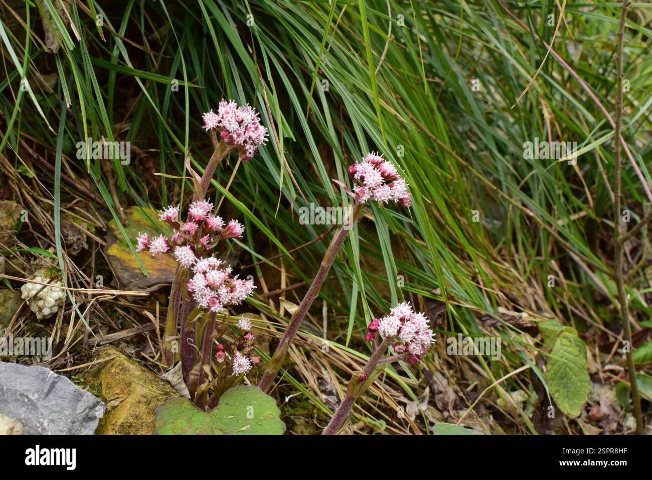 Giant Butterbur (Petasites japonicus), Plantae, 中国贵州省黔南布依族苗族自治州龙里县 ...