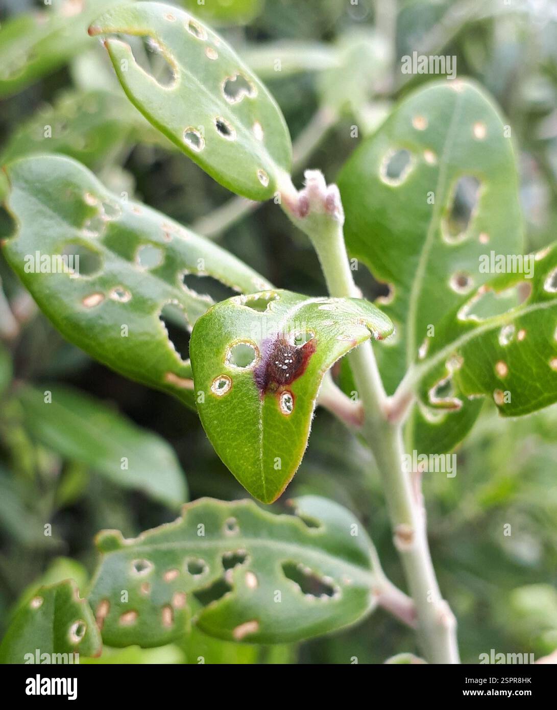 Myrtle Rust (Austropuccinia psidii), Fungi, Fairfield, Lower Hutt 5011 ...