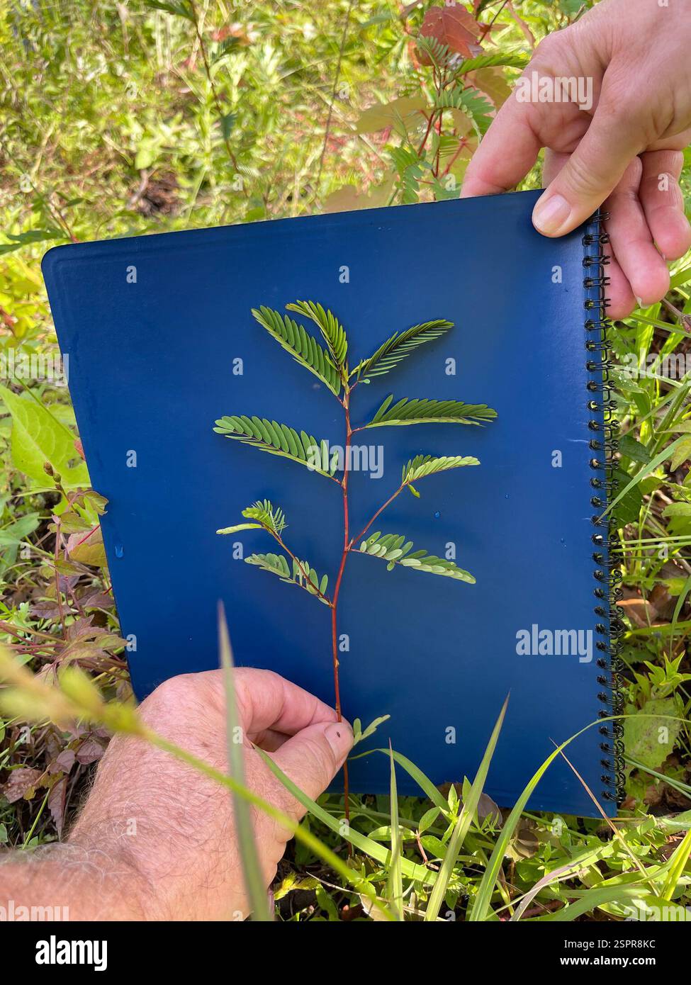 legumes (Fabaceae), Plantae, Leon County, FL, USA Stock Photo - Alamy