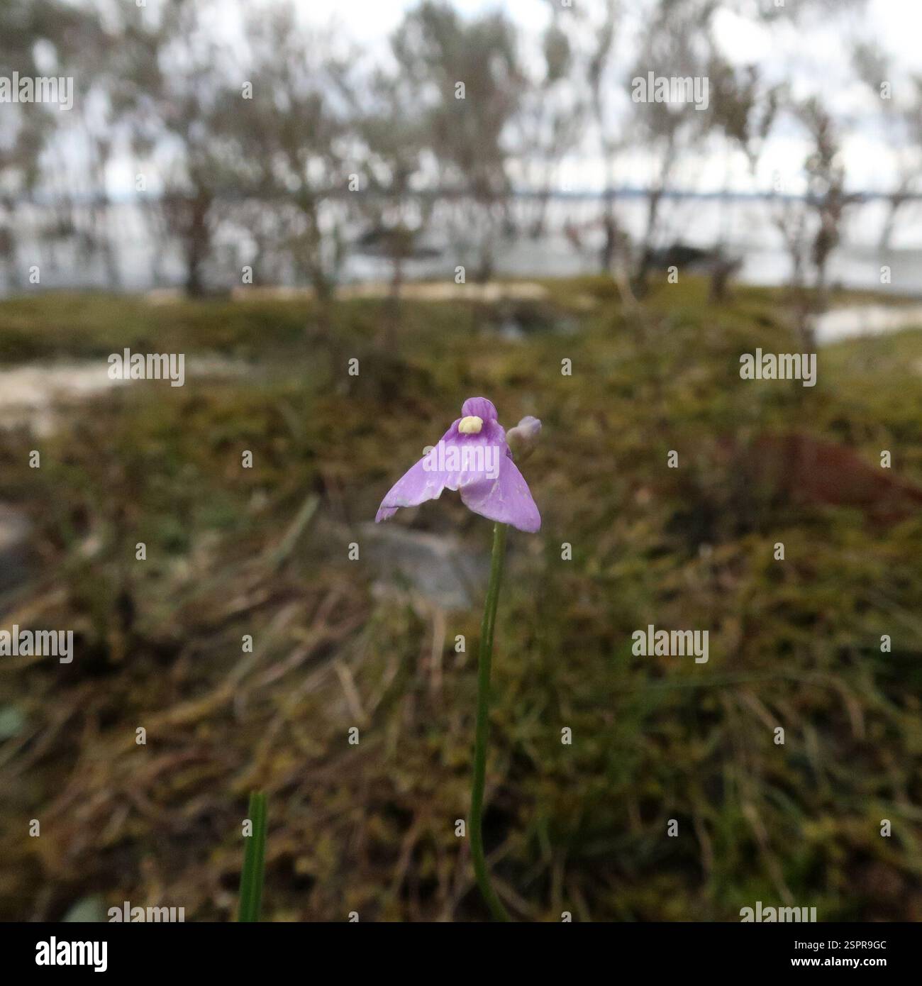 Bladderworts (Utricularia), Plantae, Lake Sorell, Interlaken, Tasmania ...