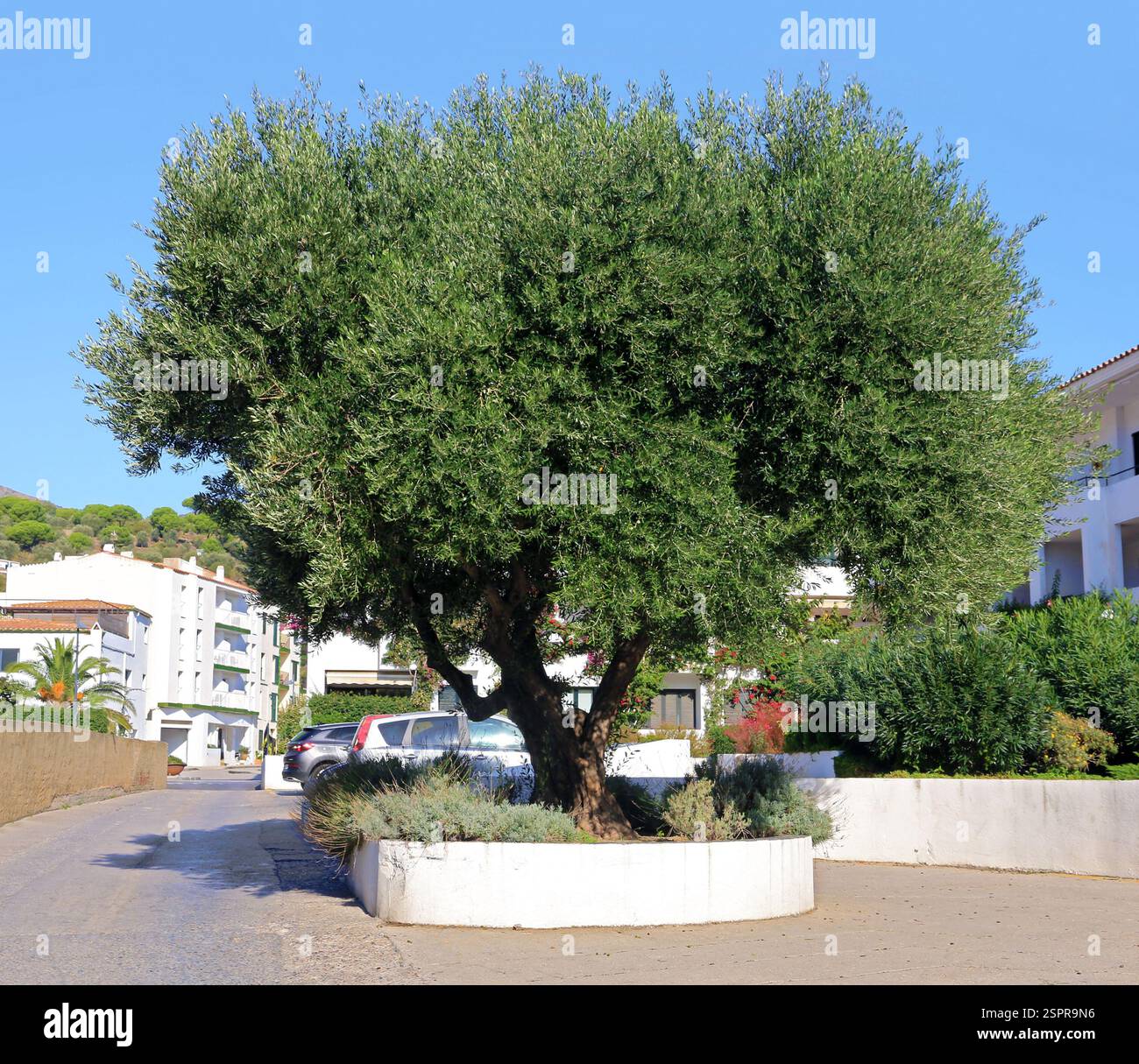 Decorative olive tree in a street in the small tourist village of ...