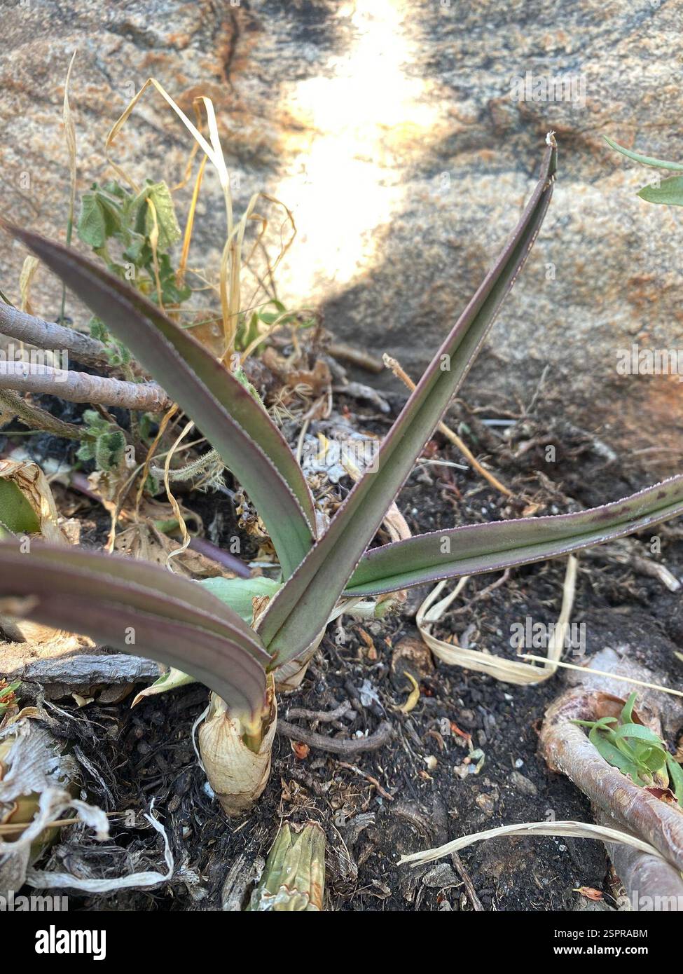 Garden Harlequin (Eulophia petersii), Plantae, Polokwane Rural ...