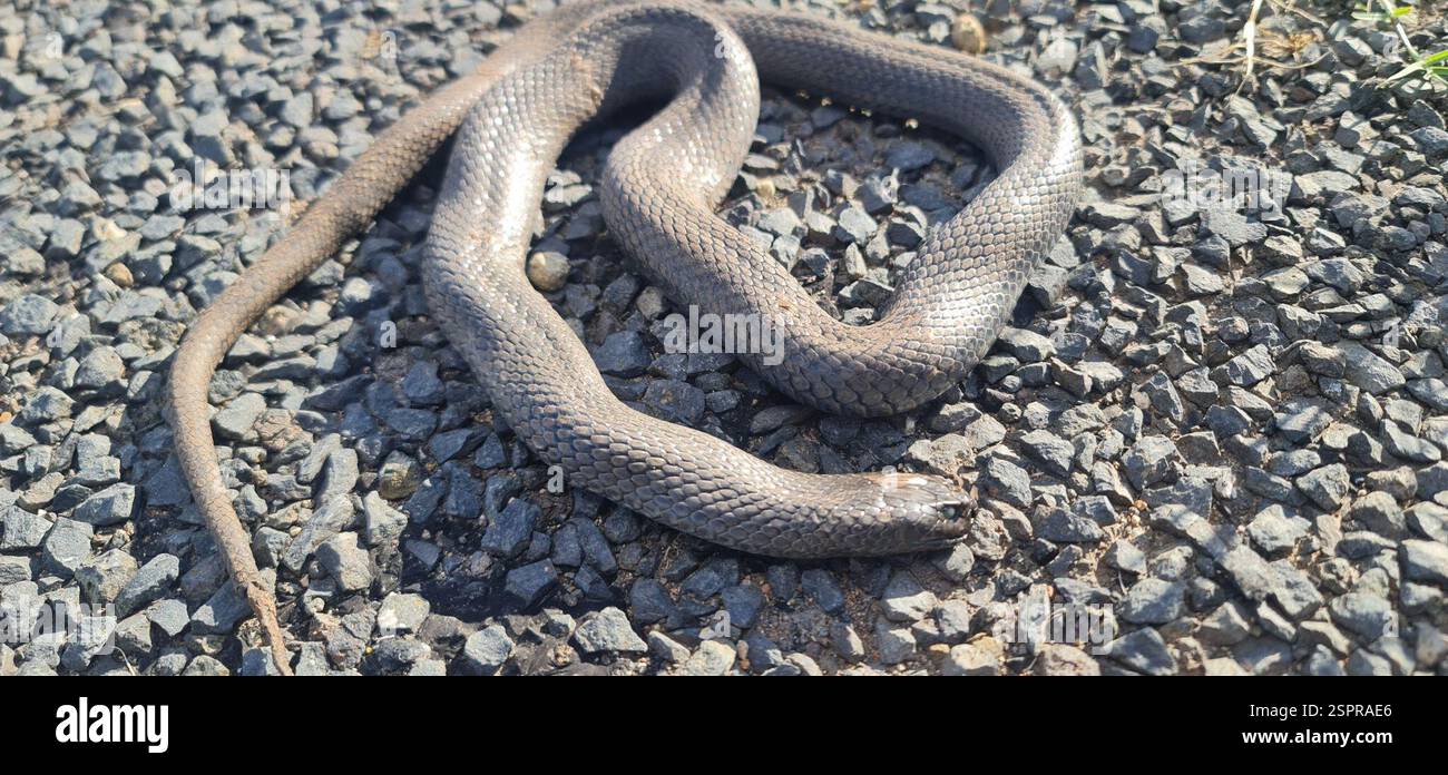 Blue-bellied Black Snake (Pseudechis guttatus), Reptilia, Carroll NSW ...