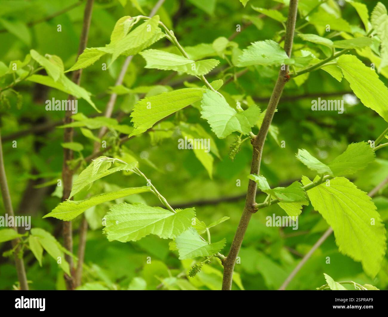 white mulberry (Morus alba), Plantae, The Heights, Cincinnati, OH, USA ...
