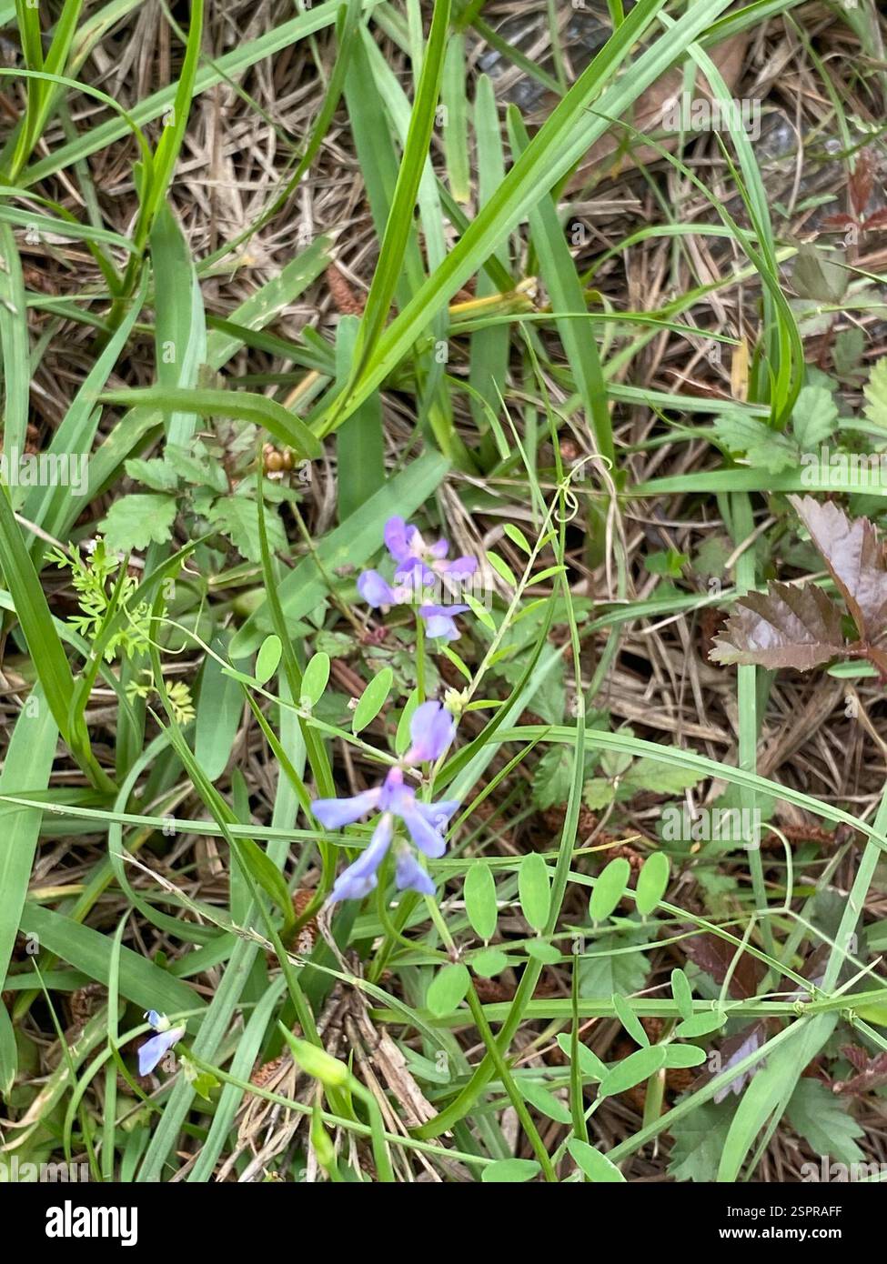 slender vetch (Vicia ludoviciana), Plantae, Sam Houston National Forest ...