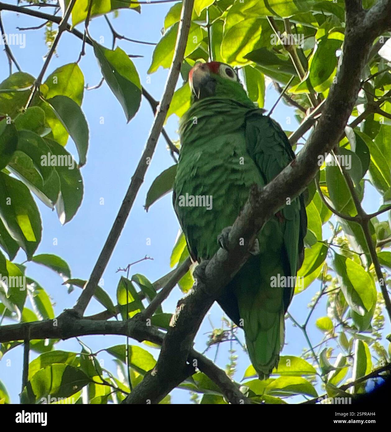 Red-lored Amazon (Amazona autumnalis), Aves, Soberanía National Park ...