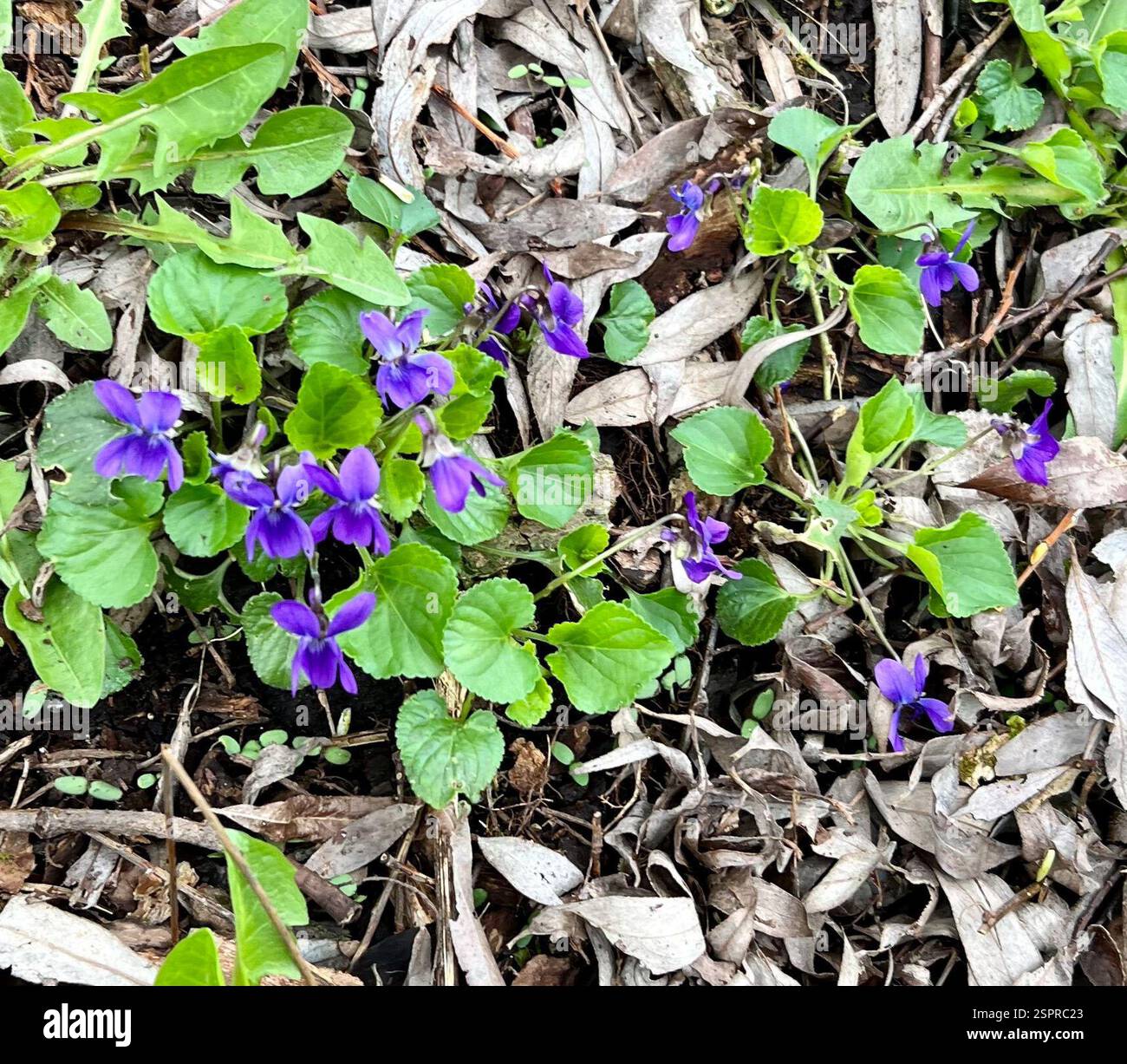 common blue violet (Viola sororia), Plantae, The Arboretum - University ...