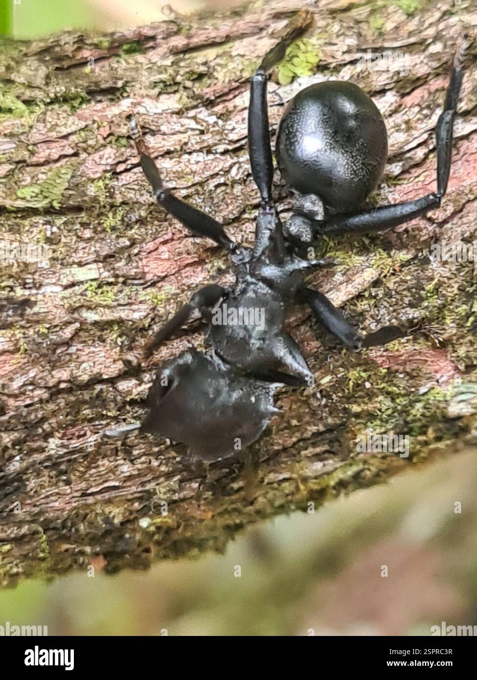 Common Giant Turtle Ant (Cephalotes atratus), Insecta, Kwakoegron, SR ...
