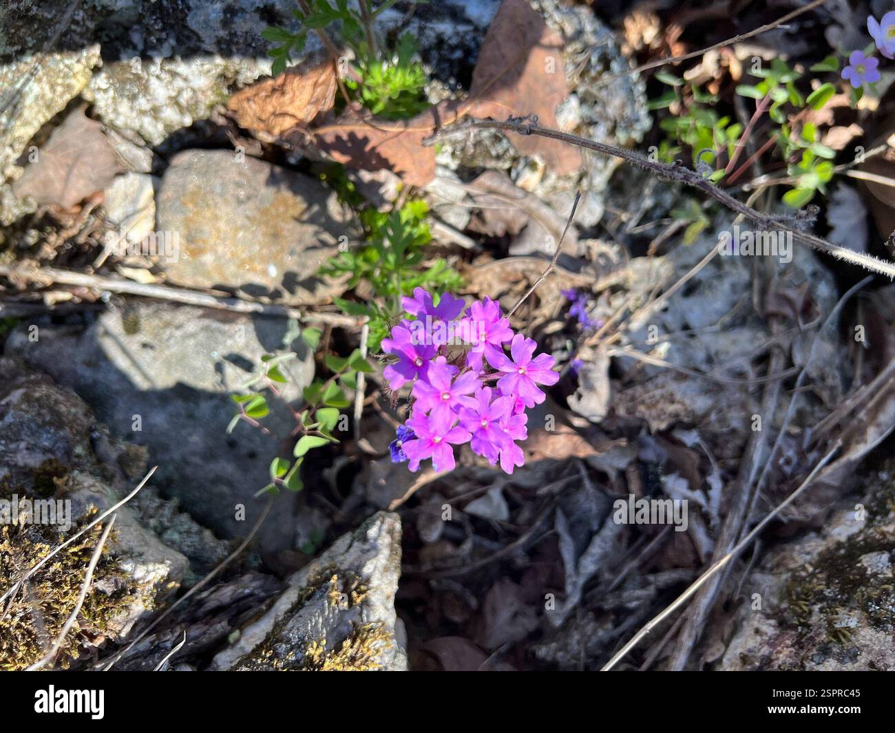 rose vervain (Glandularia canadensis), Plantae, Mark Twain National ...