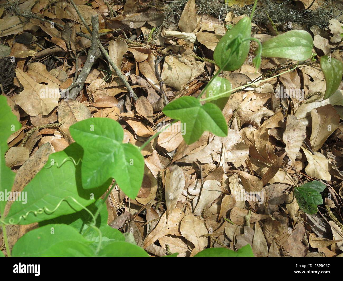 yellow passionflower (Passiflora lutea), Plantae, Windsor Forest ...