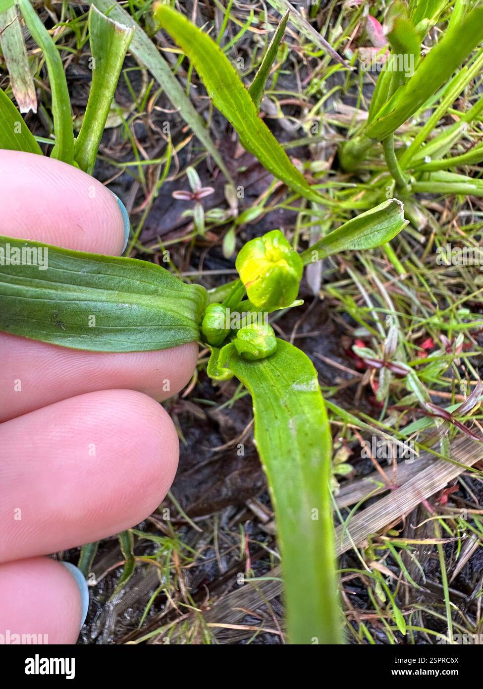 Plantainleaf Buttercup (Ranunculus alismifolius), Plantae, Jackson ...