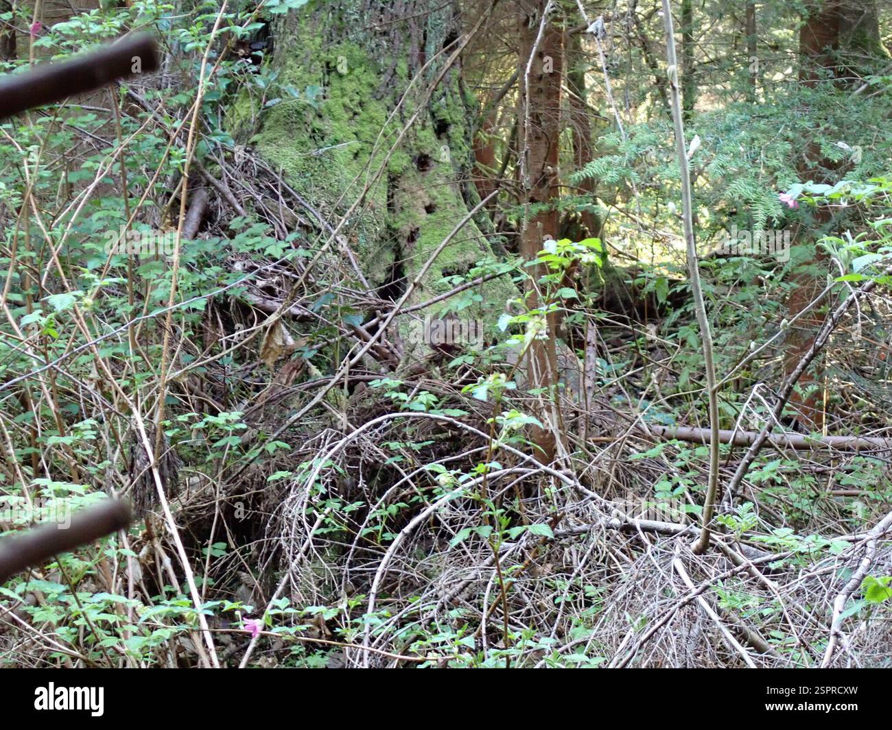 Douglas' Squirrel (Tamiasciurus douglasii), Mammalia, Central Vancouver ...