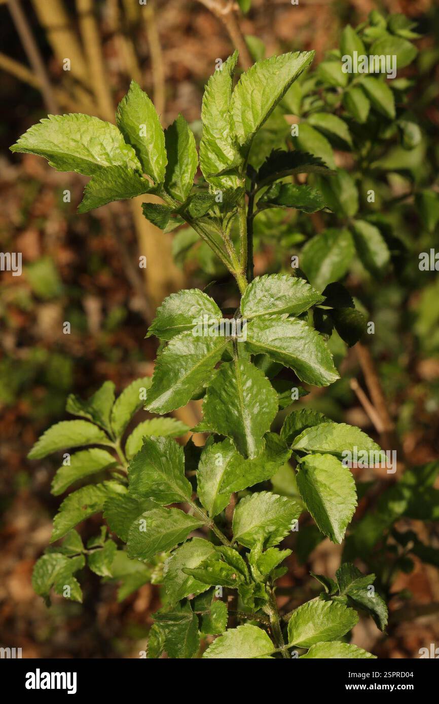 European black elderberry (Sambucus nigra), Plantae, Court Hey Park ...