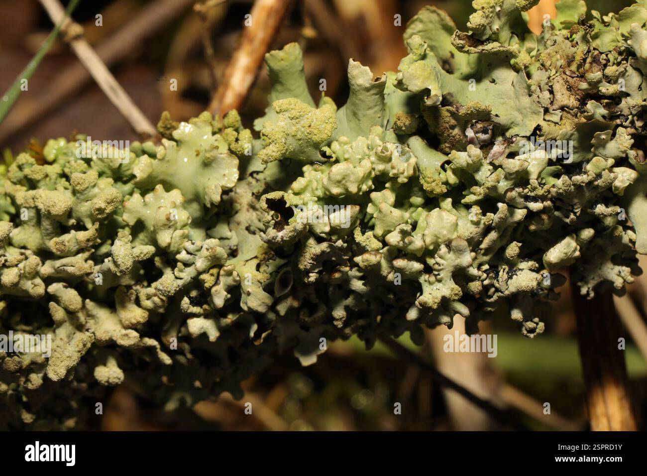 Fringed Rosette Lichen (Physcia tenella), Fungi, Pennington Flash C.P ...