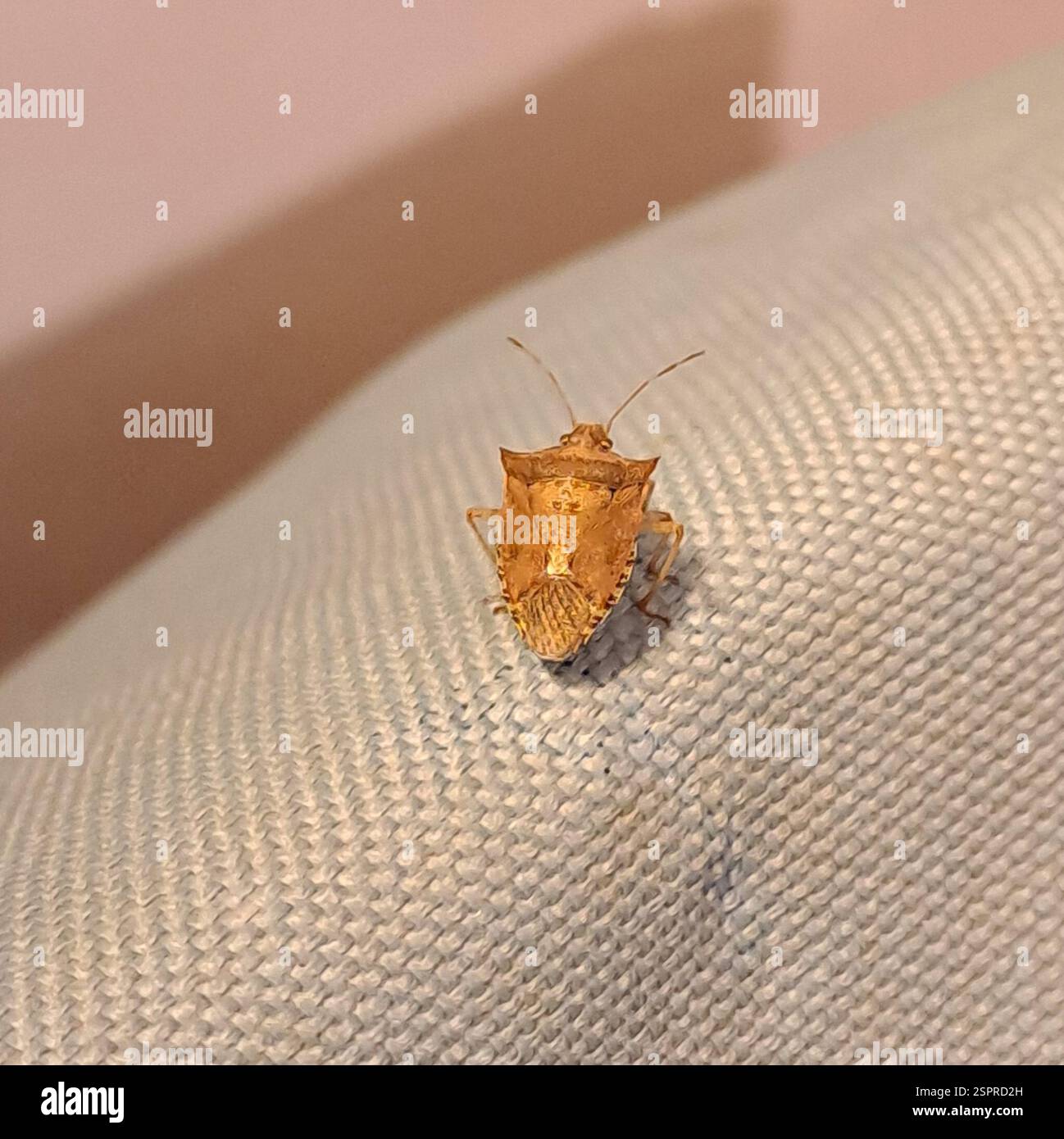 Stink Bugs (Pentatomidae), Insecta, Villa Libertad, Lurín. Lima, Perú ...