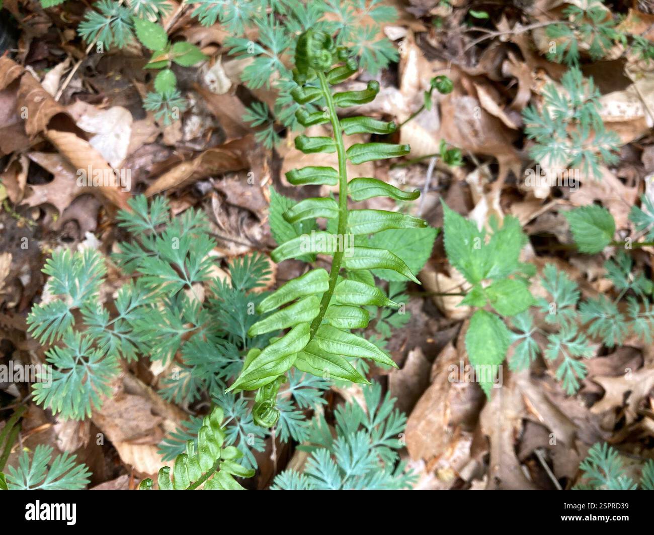 narrow-leaved glade fern (Homalosorus pycnocarpos), Plantae ...