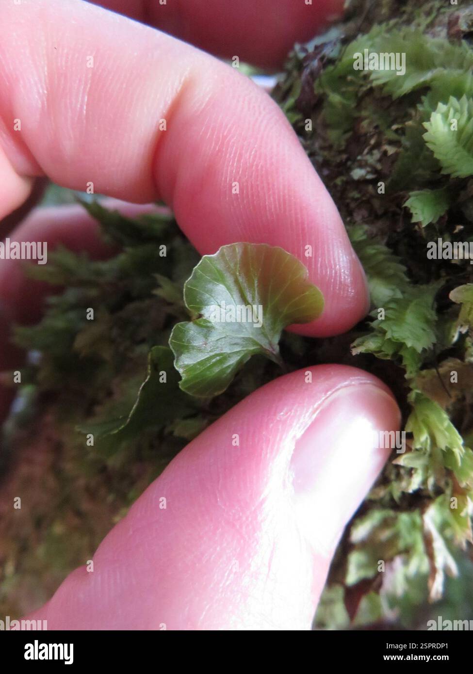 kidney fern (Hymenophyllum nephrophyllum), Plantae, Wharekai Te Kou ...