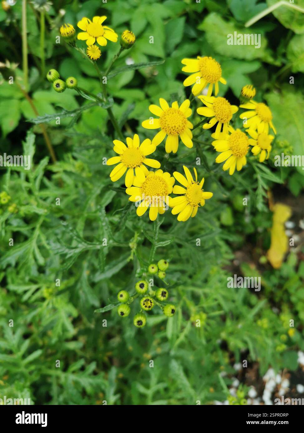 Oxford Ragwort (Senecio squalidus), Plantae, Manchester M1, UK Stock ...