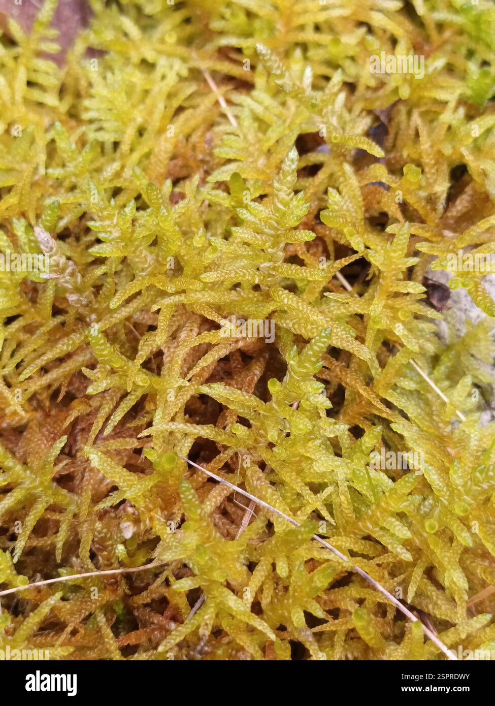 Neat Feather-moss (Pseudoscleropodium purum), Plantae, Cambridge, UK ...