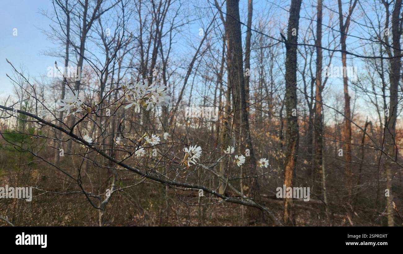 common serviceberry (Amelanchier arborea), Plantae, Brown County Stock ...