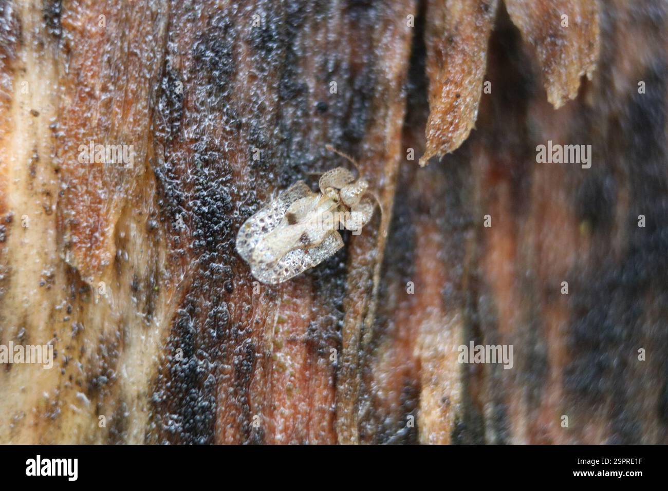 Eastern Sycamore Lace Bug (Corythucha ciliata), Insecta, Medway, London ...